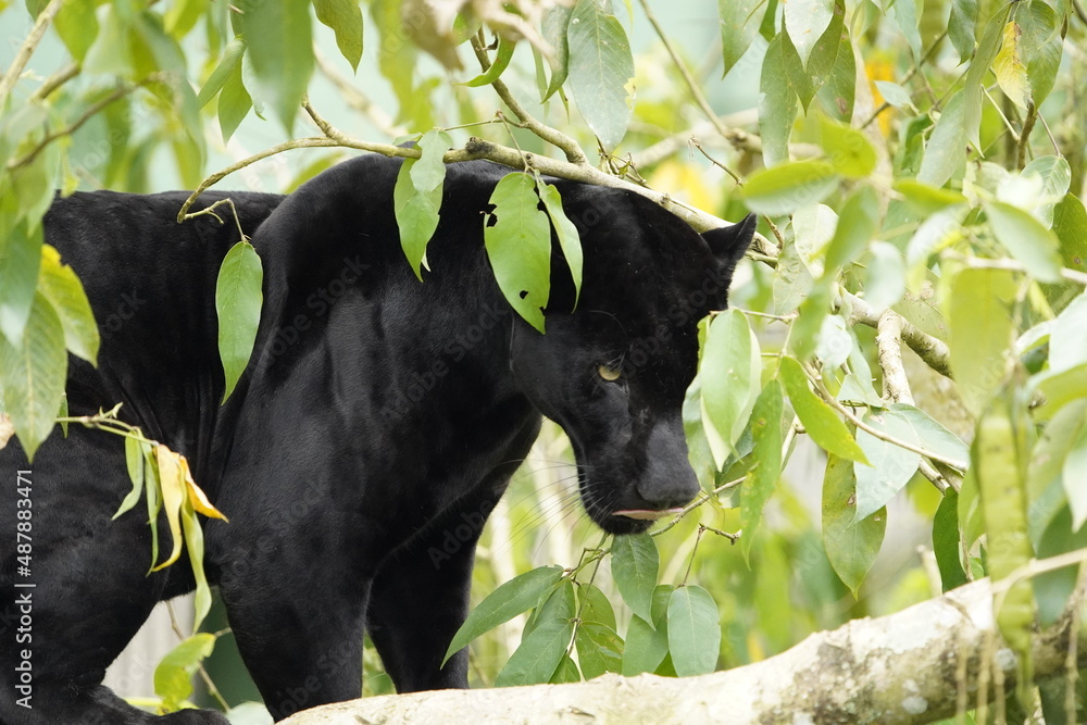 A black panther is the melanistic colour variant of the leopard ...