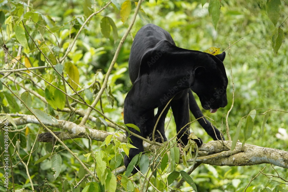 A black panther is the melanistic colour variant of the leopard ...