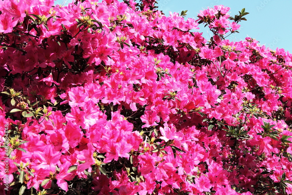 Azaleas background. Hi res. Pink azalea bush blooming in a blue day of ...