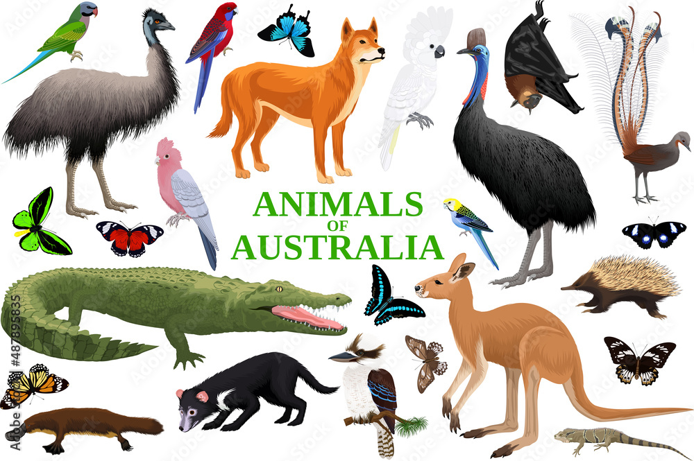 Vector set of Australian animals, birds, reptiles, insects and reptiles ...