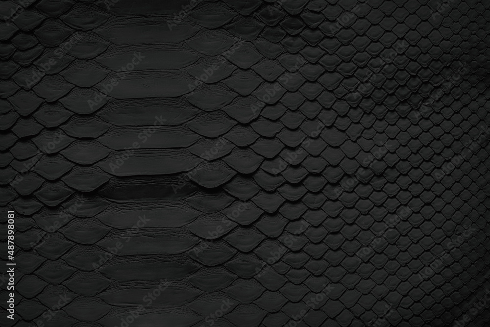 Poster Natural snake skin texture. Black leather python as background ...