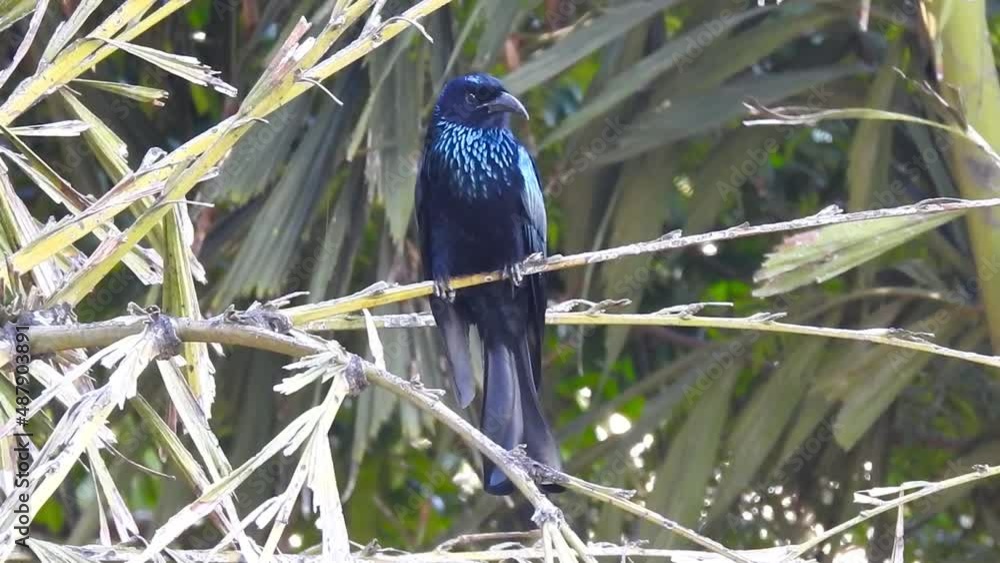 A close up video of Drongo bird on a tree branch in the forests of ...