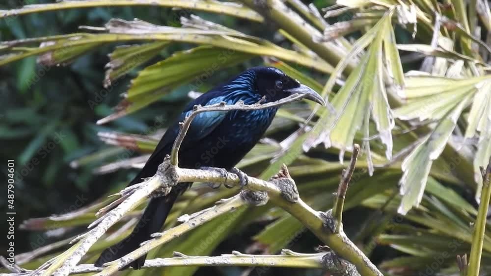 A close up video of Drongo bird on a tree branch in the forests of ...