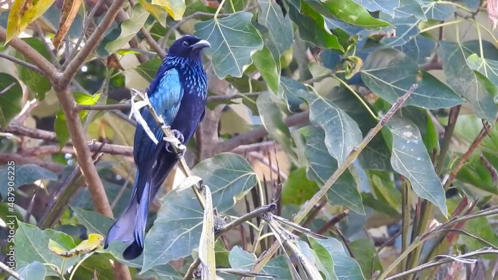 A close up video of Drongo bird on a tree branch in the forests of ...