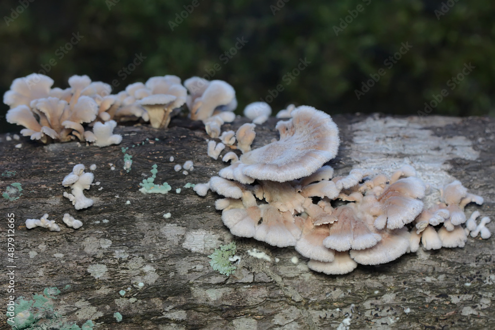 Colony of splitgill mushrooms growing wild on rotting mango tree trunks ...