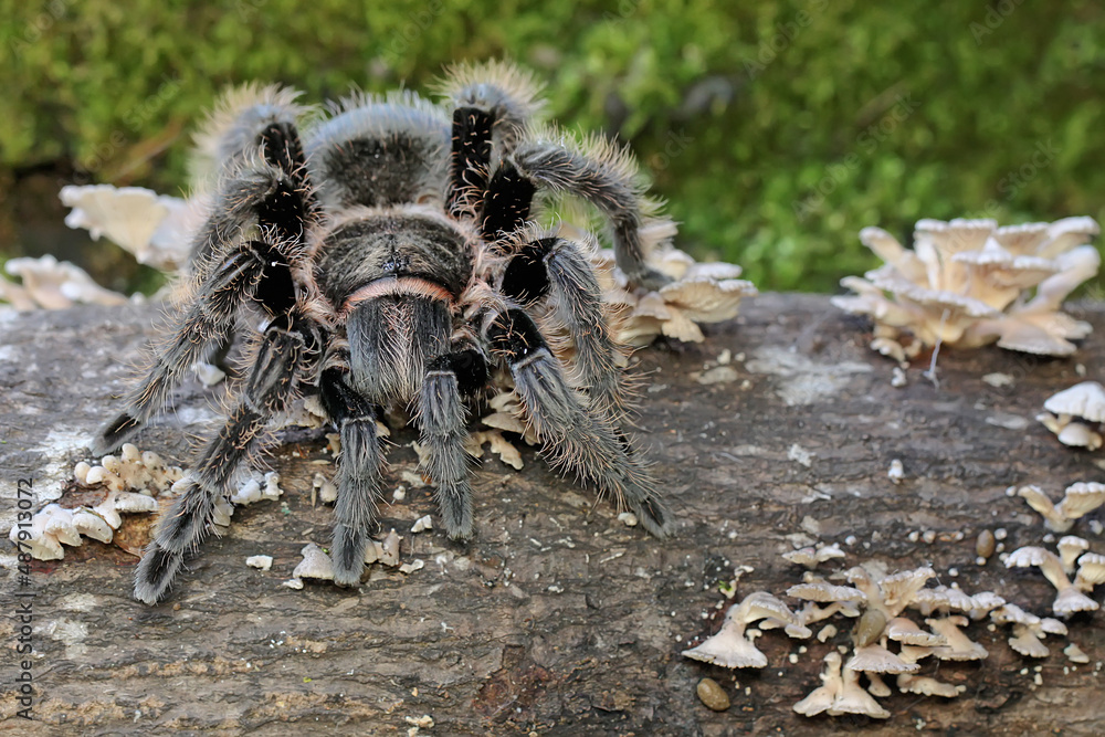 A black tarantula looking for prey on a rotting log overgrown with ...