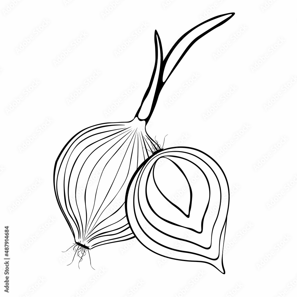 Black and white drawing of an onion for coloring. Vegetables for ...