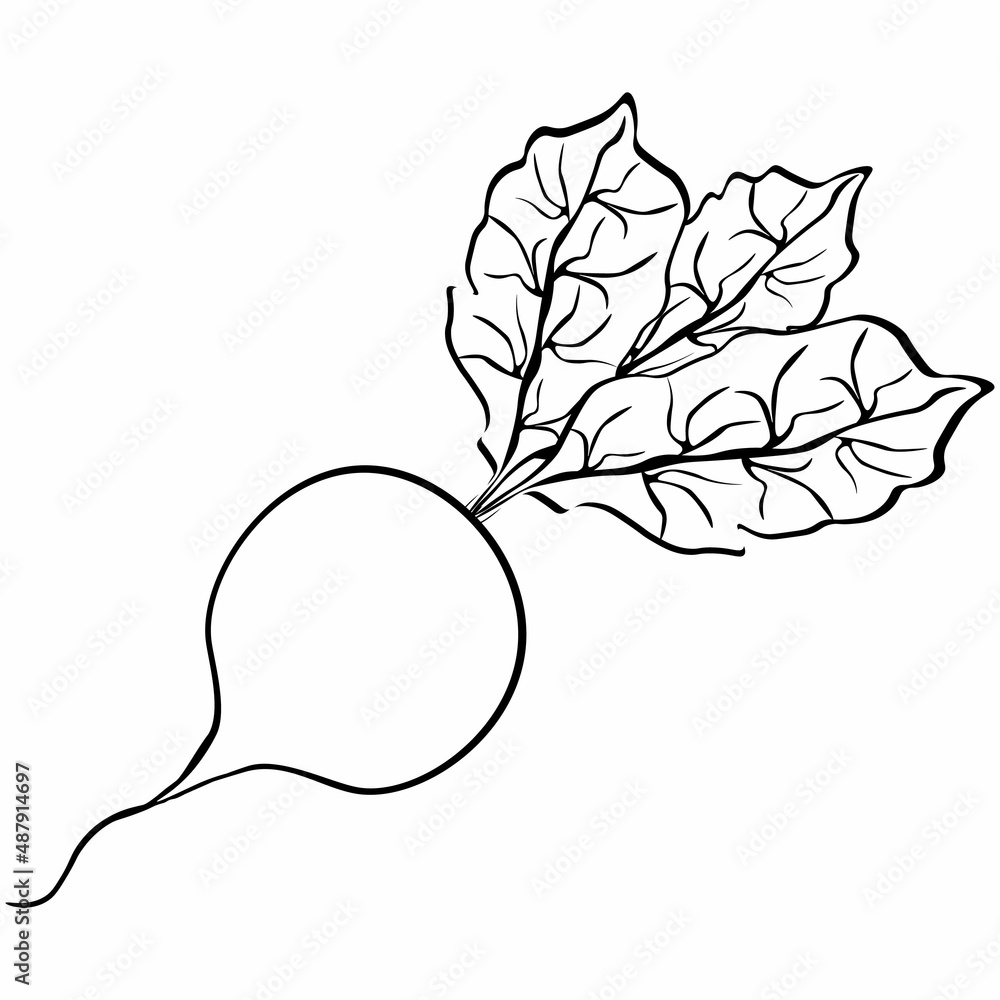 Black and white drawing of a radish for coloring. Vegetables for ...