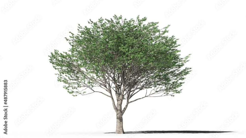 Growing trees on a white background 3D animation growth grow from small ...