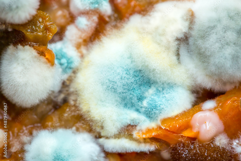 Mold close-up macro. Moldy fungus on food. Fluffy spores mold as a ...