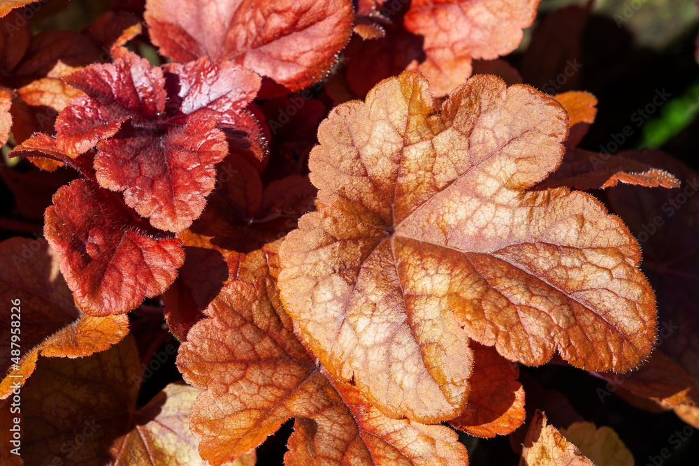 Foto Stock Heucherella 'Buttered Rum' an herbaceous perennial foliage plant with light brown ...
