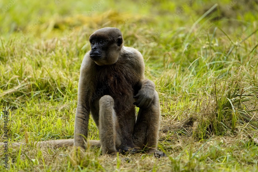 The common woolly monkey, brown woolly monkey, or Humboldt's woolly ...