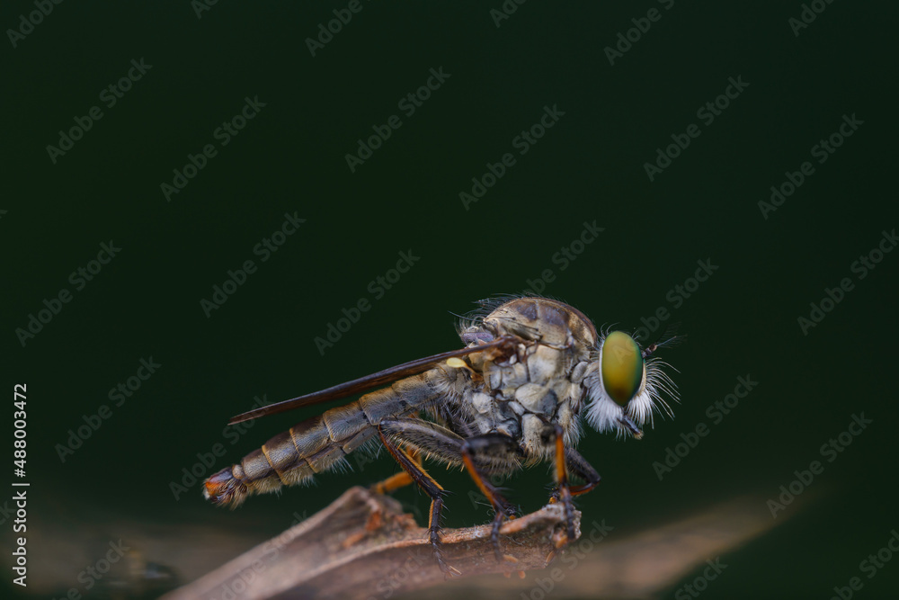 robberfly is eating, insects are eating food taken at close range ...