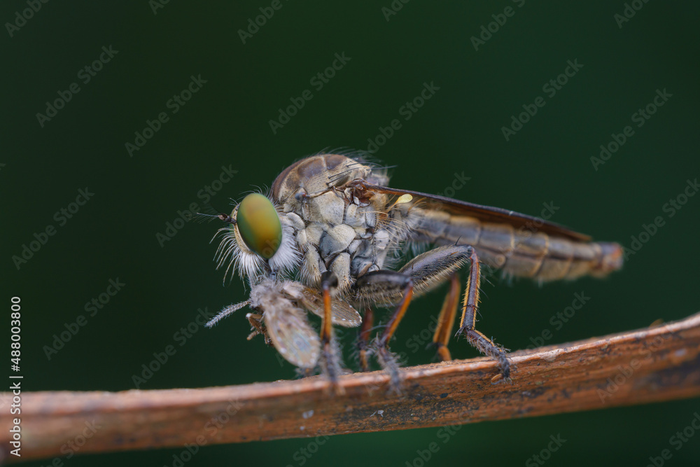 robberfly is eating, insects are eating food taken at close range ...