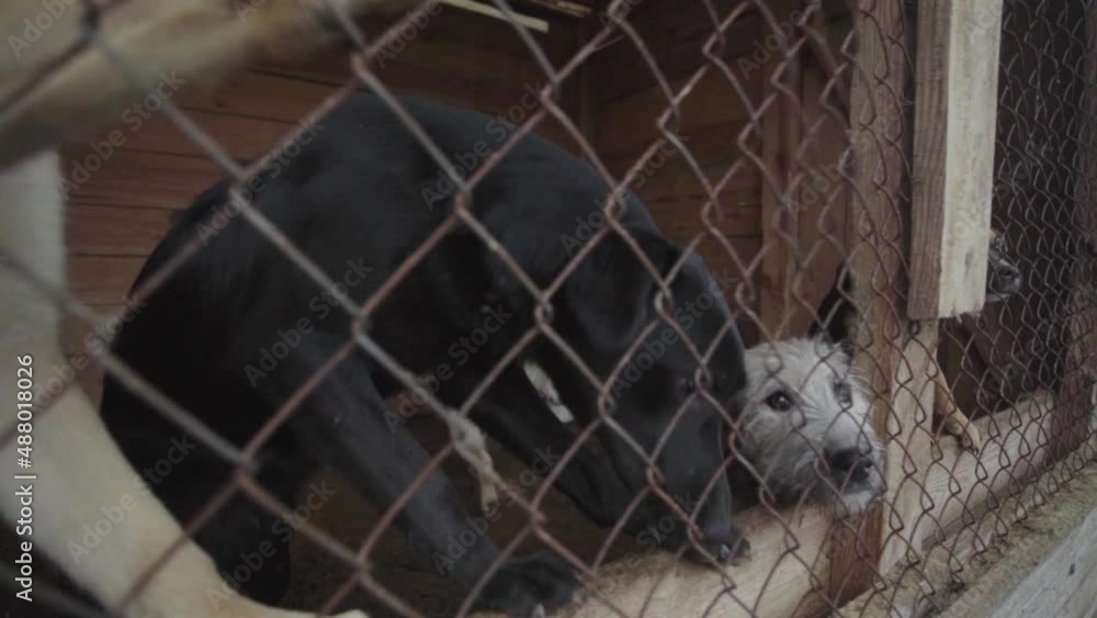 Ukraine, Kiev - abandoned dogs in a shelter for stray dogs Stock Video ...