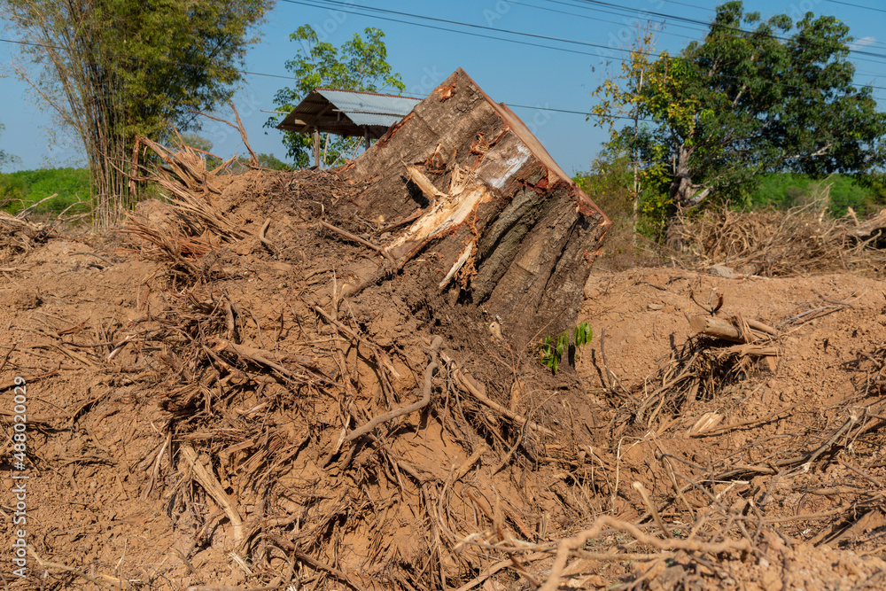 Dig a tree root Fallen tree. Torn tree root. a torn tree with roots ...