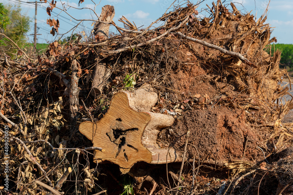 Dig a tree root Fallen tree. Torn tree root. a torn tree with roots ...