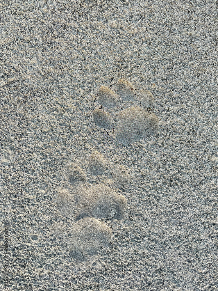 Footprint of royal bengal tiger in sundarbans.this photo was taken from ...