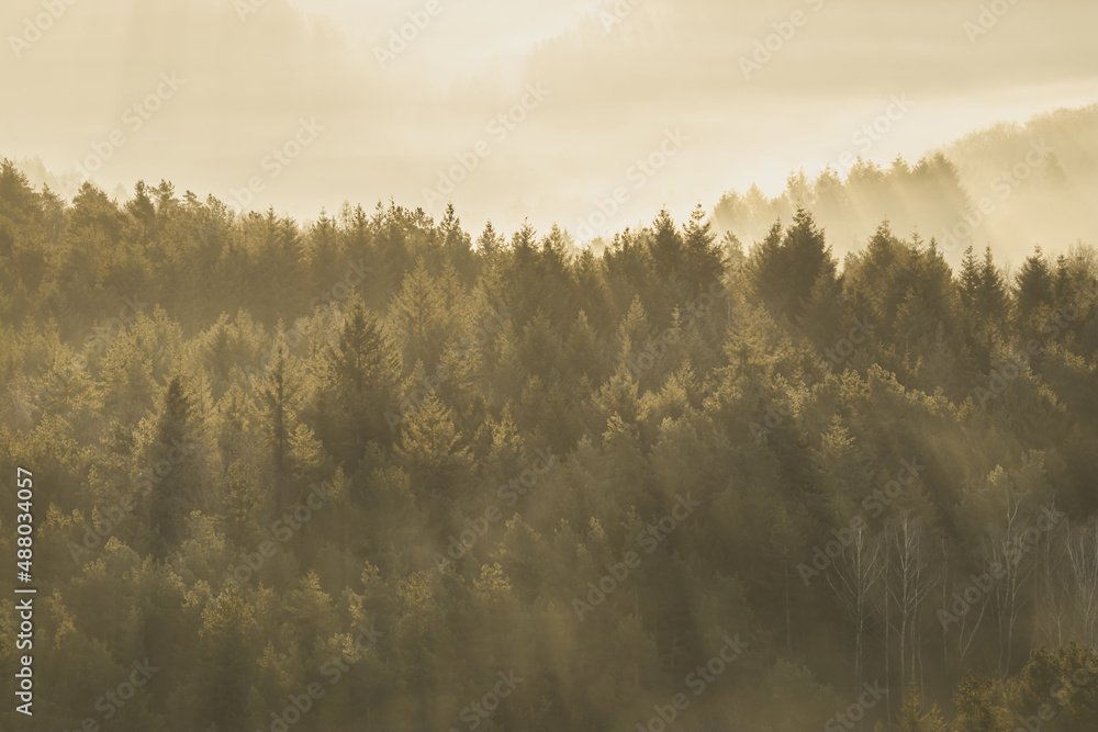 Beautiful forest with fog, mist and sun rays during golden hour Stock ...