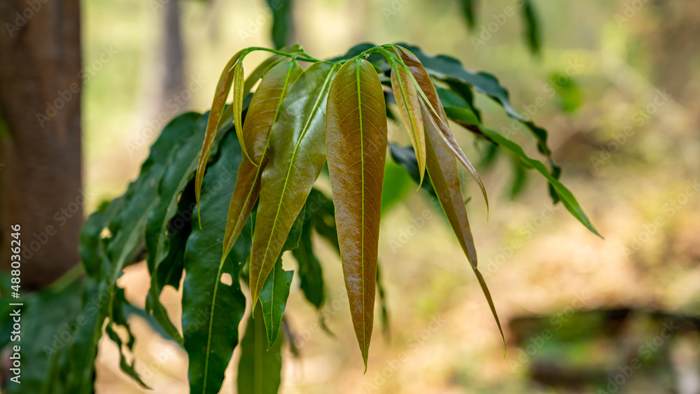 Saraca asoca or Ashoka tree is a plant belonging to the Detarioideae ...