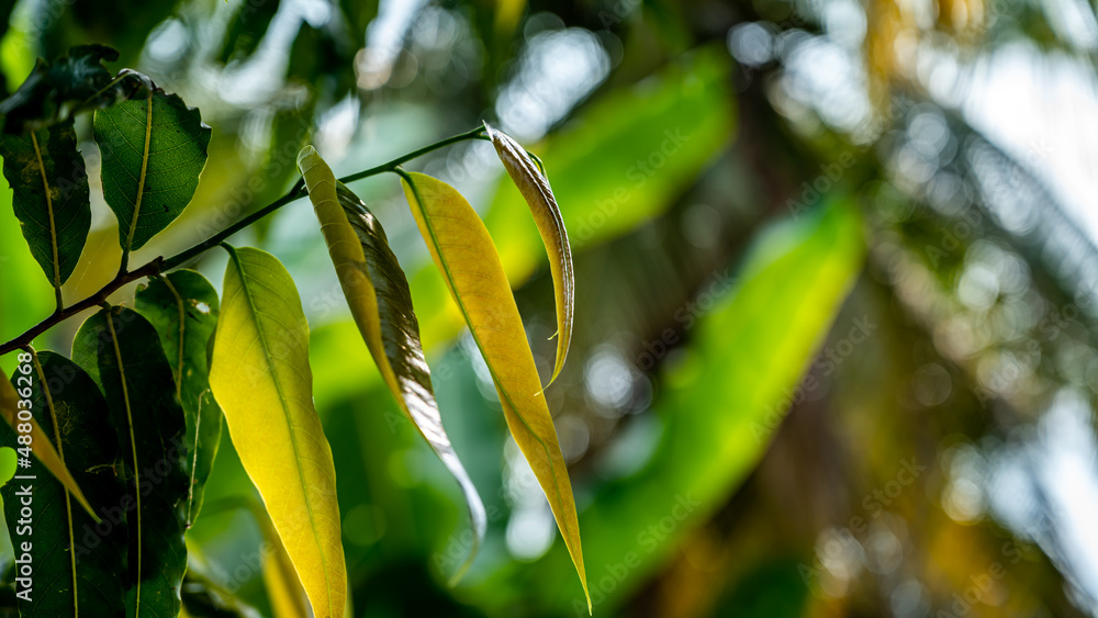 Saraca asoca or Ashoka tree is a plant belonging to the Detarioideae ...
