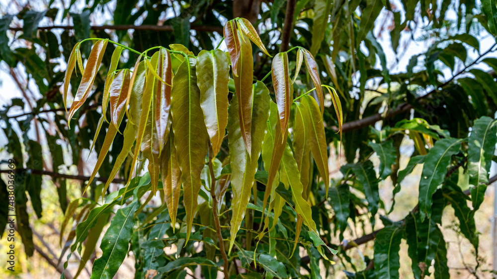 Saraca asoca or Ashoka tree is a plant belonging to the Detarioideae ...