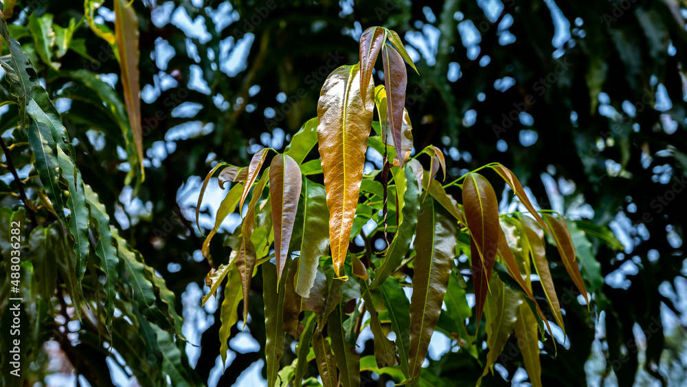 Saraca asoca or Ashoka tree is a plant belonging to the Detarioideae ...