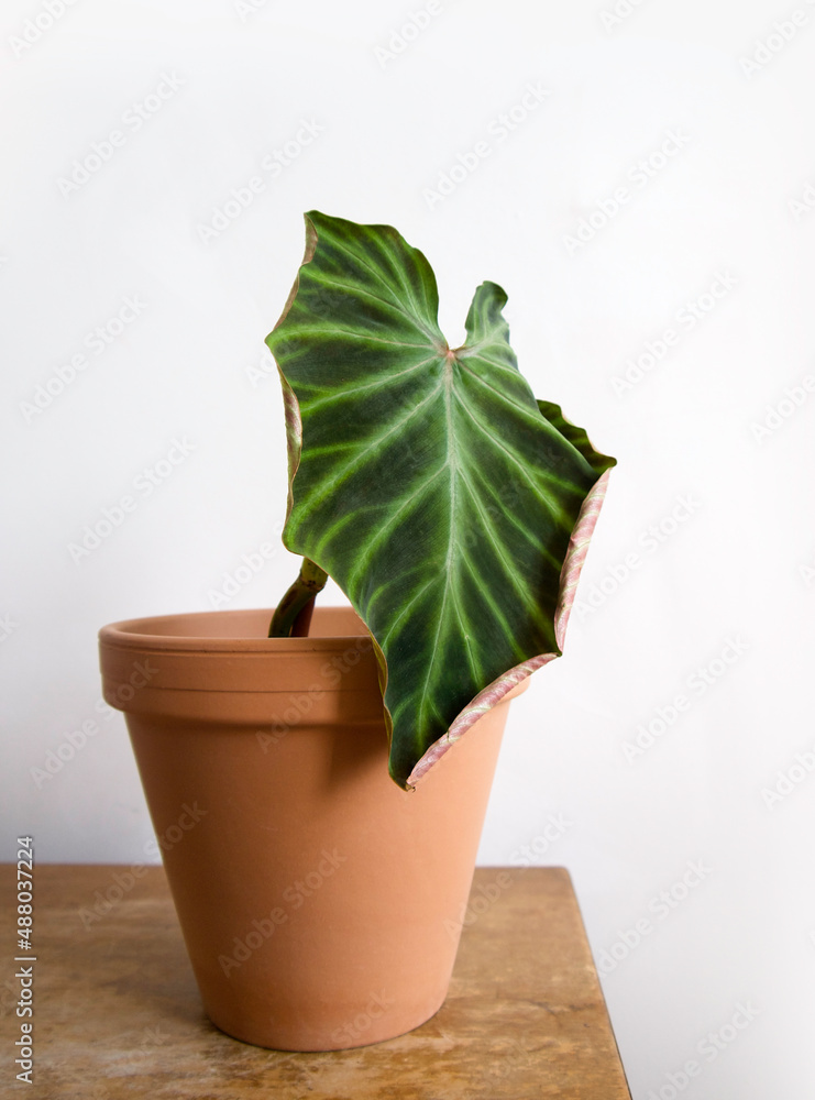 Weak exotic houseplant Philodendron Verrucosum in a terracotta pot ...