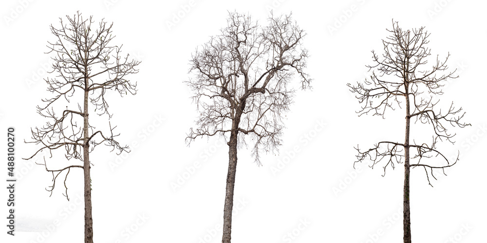 dead trees or dry tree collection isolated on white background. Stock ...