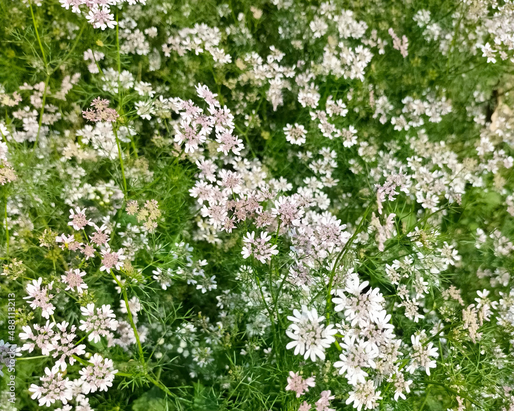 Coriander is an annual herb in the family Apiaceae. It is also known as ...