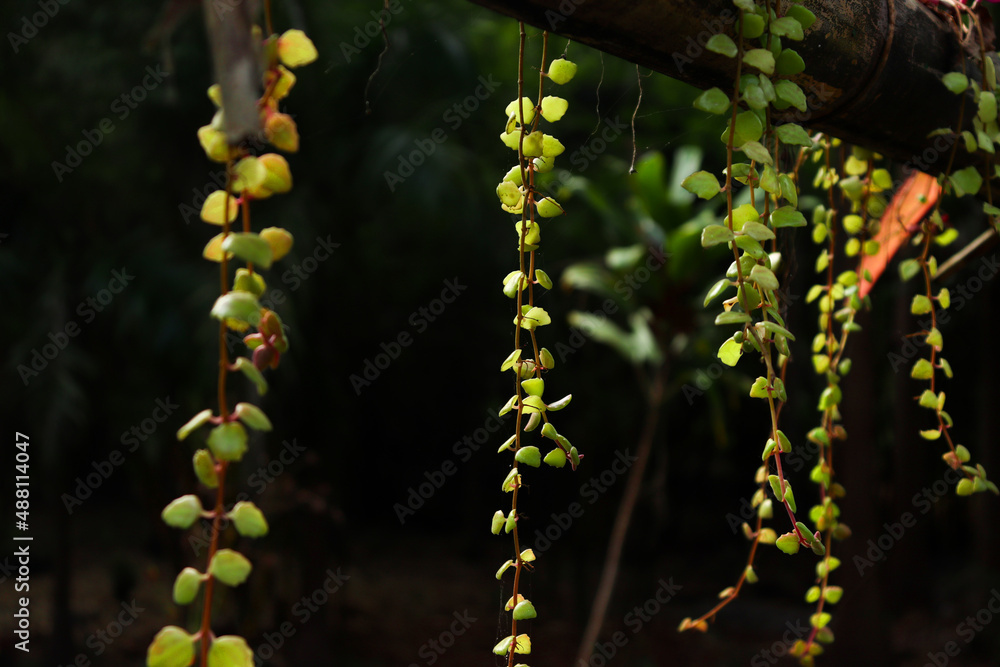 Beautiful Green leaves is hanging on vain of plant with the dark ...