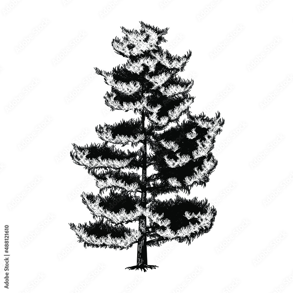 pinus strobus hand drawing vector illustration isolated on white ...