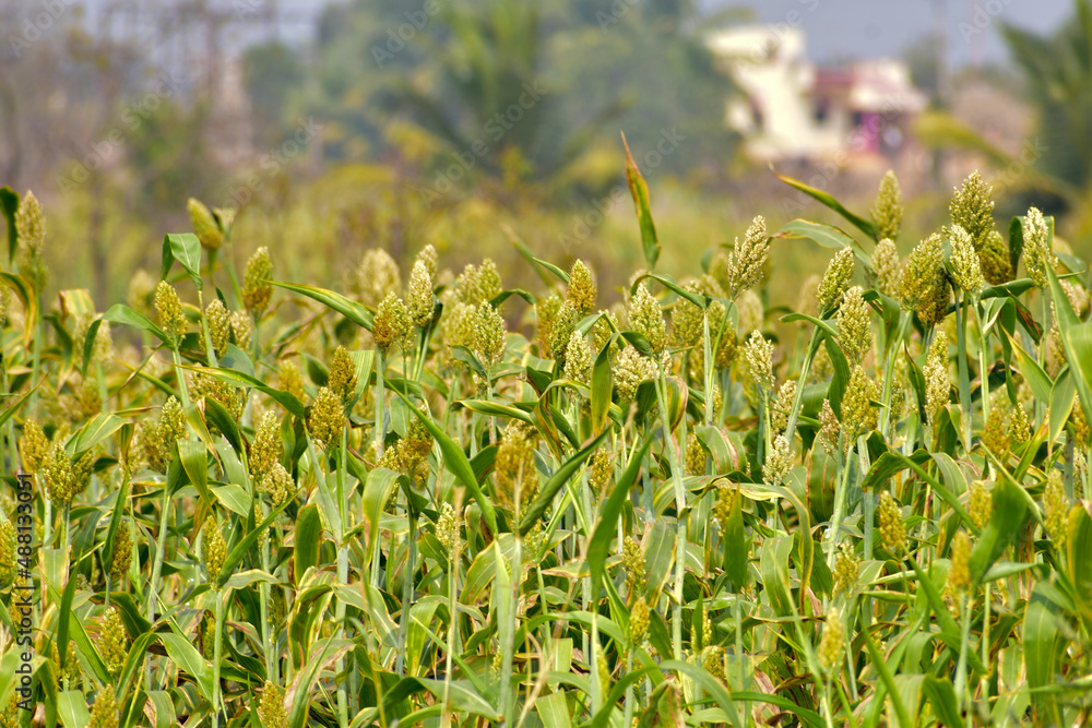 jowar or sorghum, jowar grain sorghum crop farm, millet farm, Indian ...