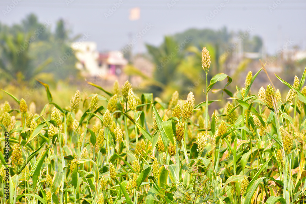 jowar or sorghum, jowar grain sorghum crop farm, millet farm, Indian ...