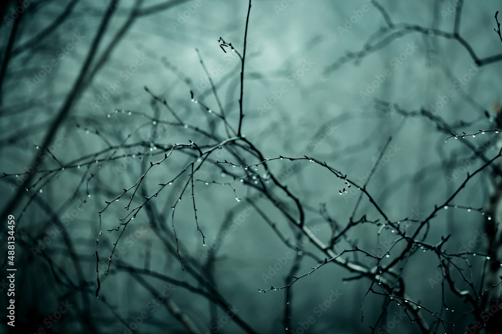Abstract dark scary background. The forest is mysterious with strange ...