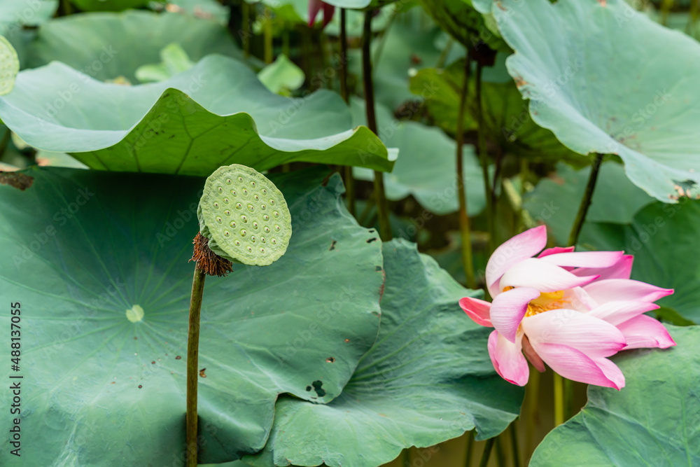 Nelumbo nucifera, also known as Indian lotus, sacred lotus or simply ...