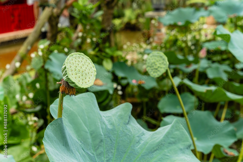Nelumbo nucifera, also known as Indian lotus, sacred lotus or simply ...