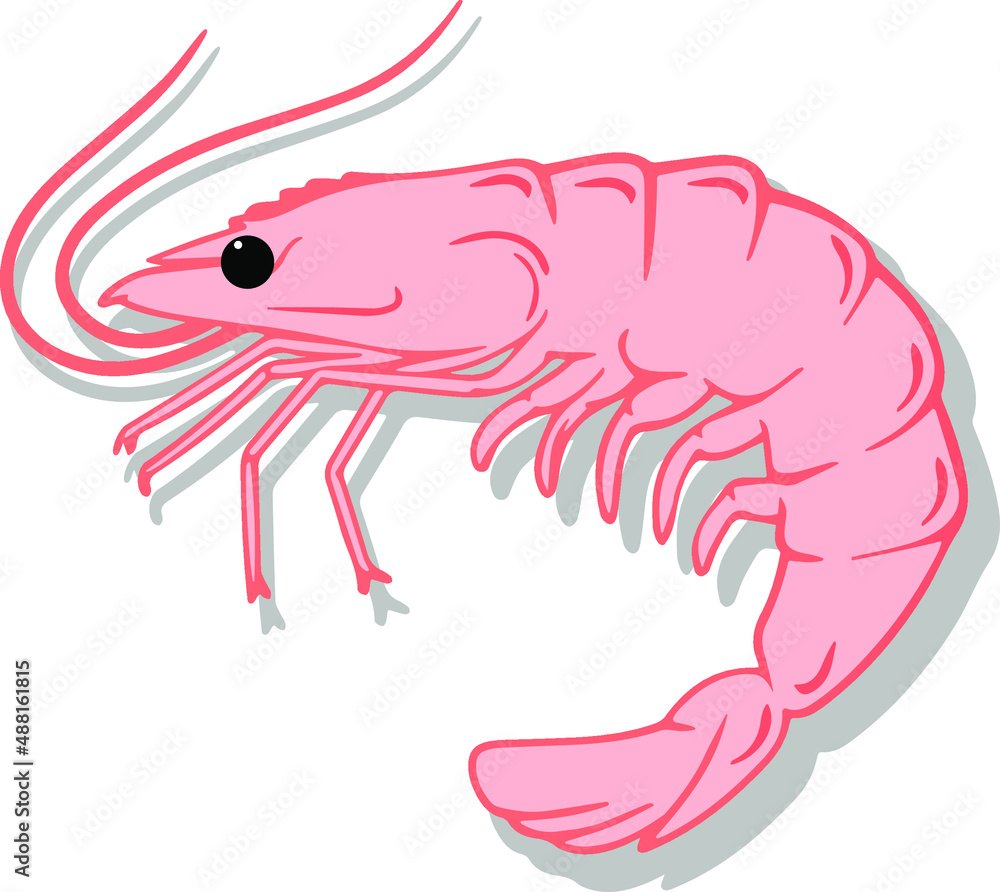 Pink Prawn pattern. hand drawn vector pattern design. Seafood concept ...