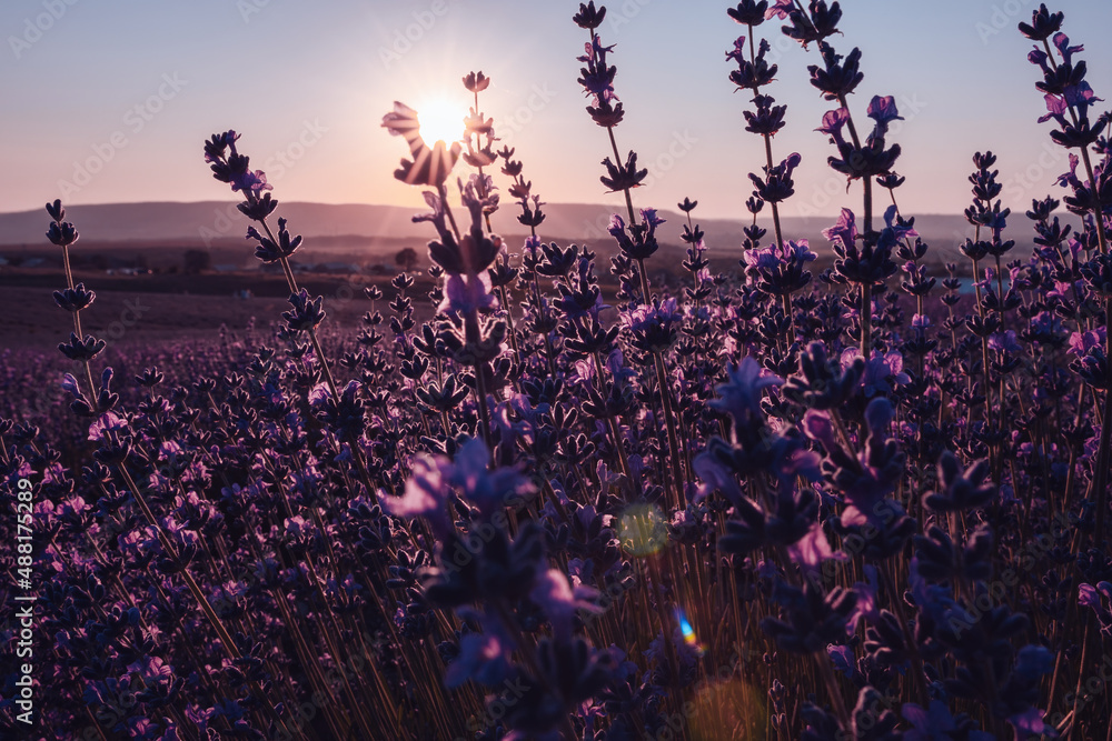 Beautiful Lavender Wallpaper