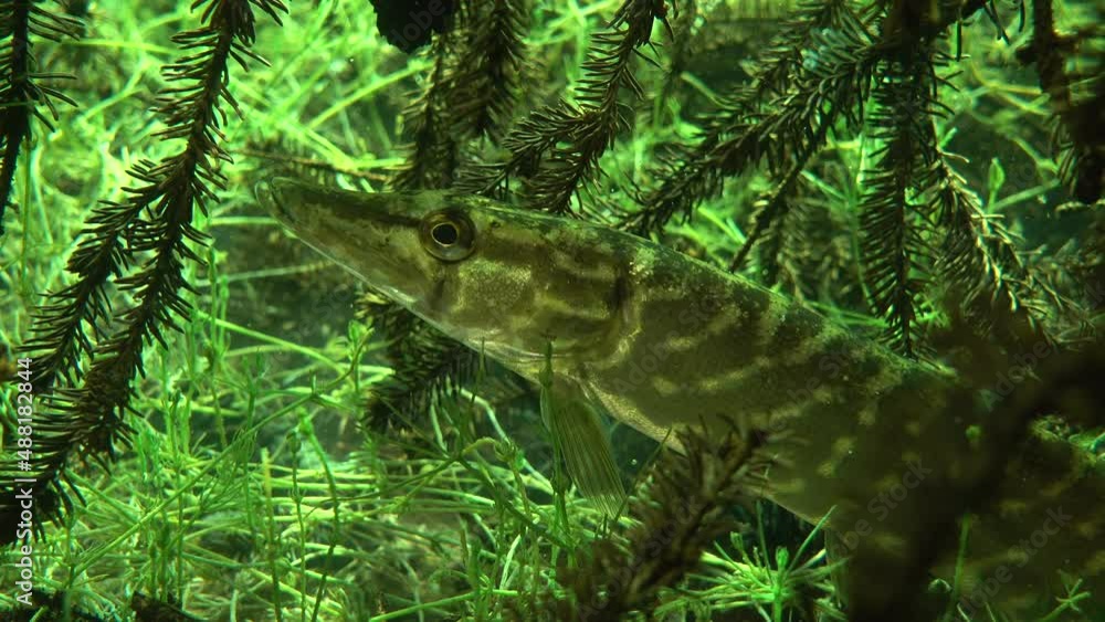 Northern pike (Esox lucius) holding perfectly still between the ...