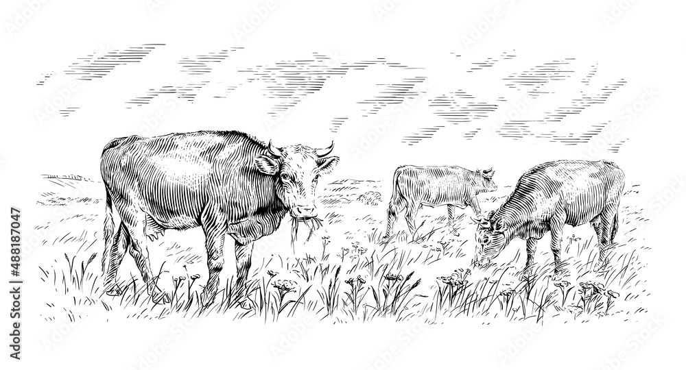 herd of cows is standing nibbling grass sketch engraving illustration ...