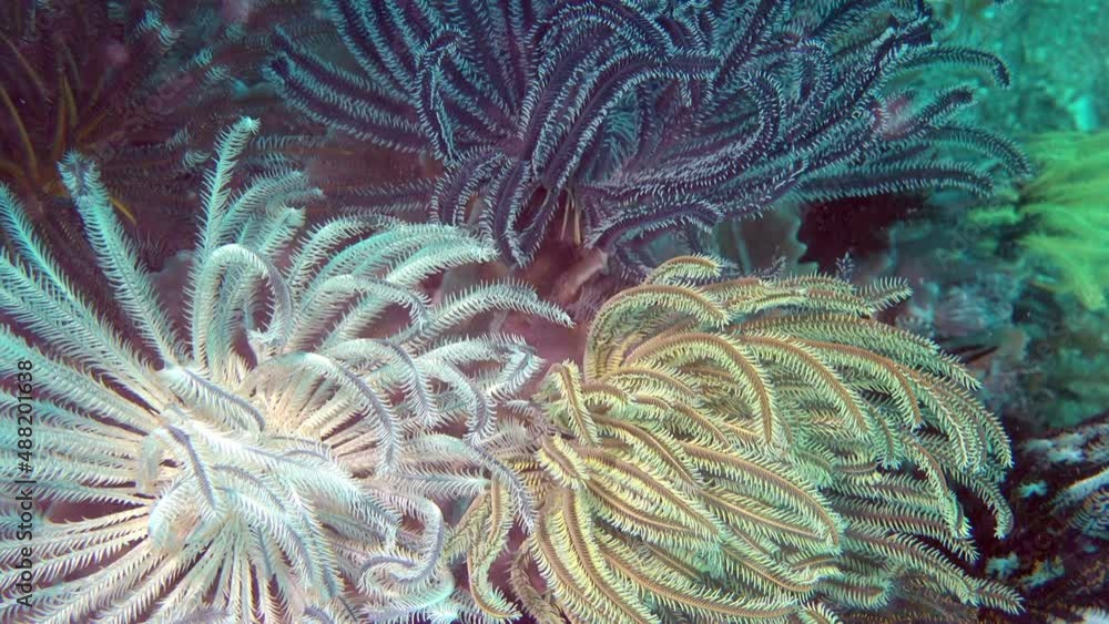 Green and blue feather star crinoids clinging to corals underwater ...