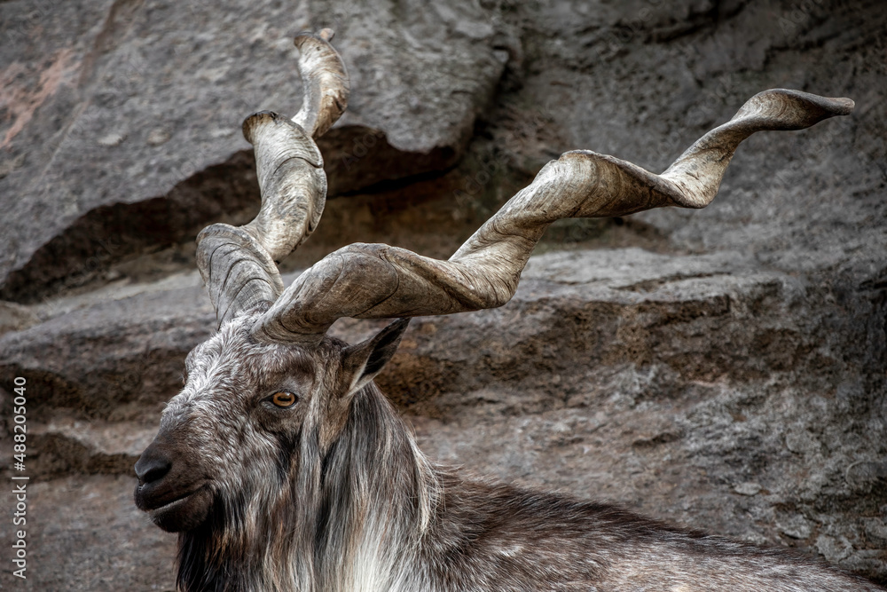 Markhor male at rest on the rock. Bukharan markhor (Capra falconeri ...