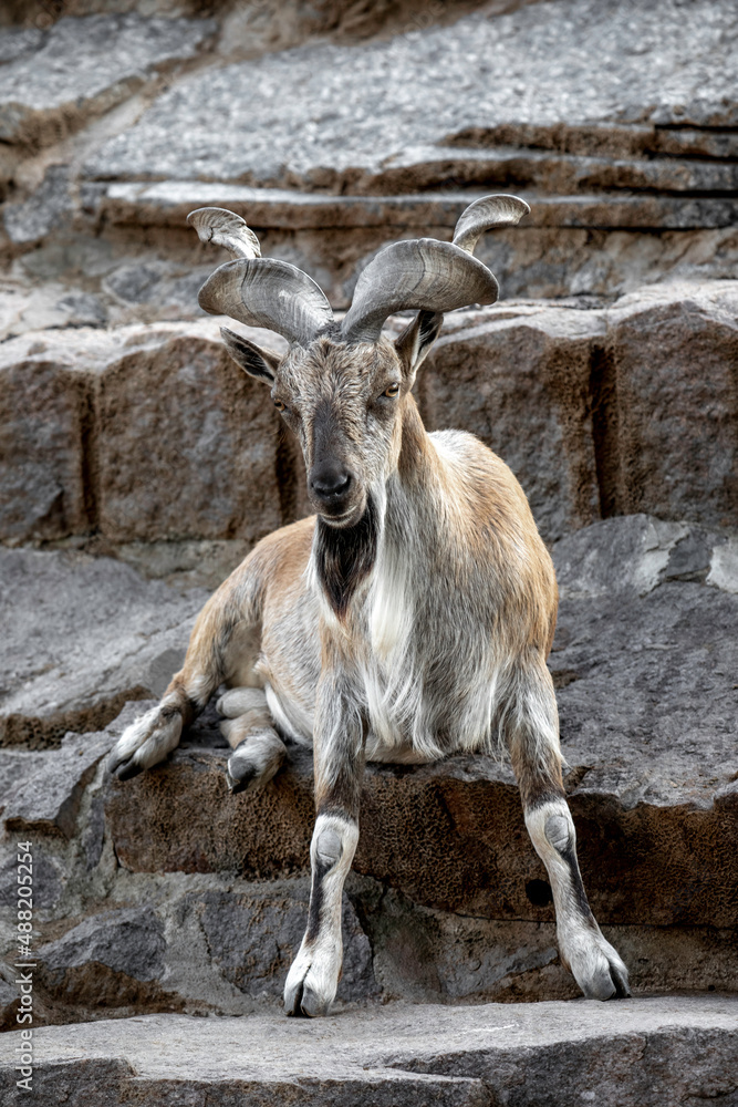 Markhor female at rest on the rock. Bukharan markhor (Capra falconeri ...