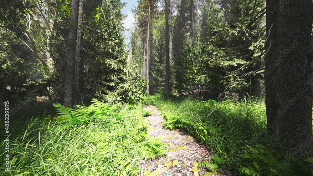 Sentier dans une foret claire et lumineuse avec des pins et sapins ...