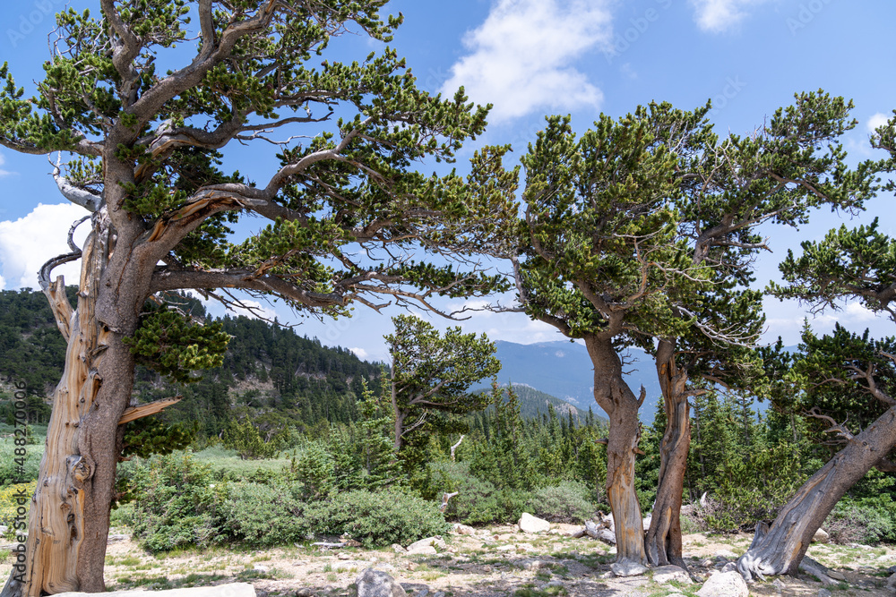 Bristlecone pine trees in the Mount Goliath area of the Mount Evans ...