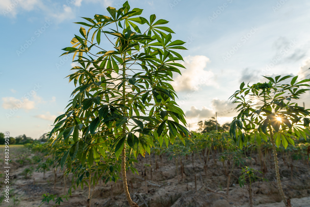 Tapioca,manioc,cassava fram. new agriculture. Cassava plantation. Stock ...