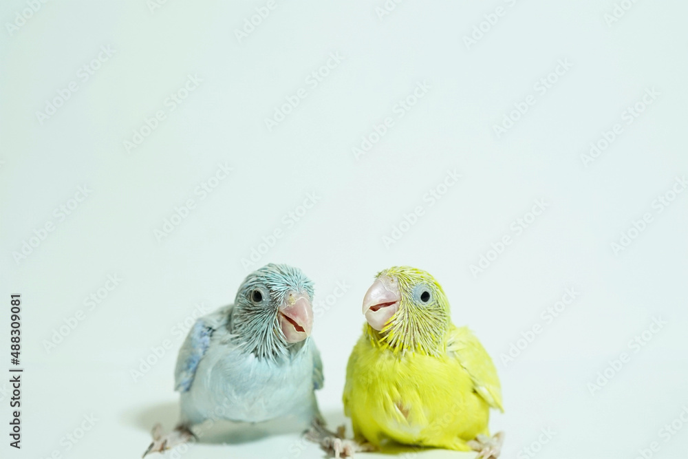 White Baby Parakeets