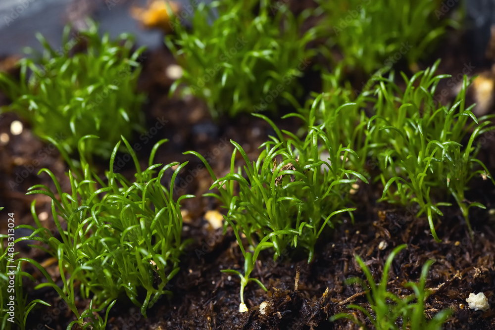 young shoots of Irish moss "mshanka awl-shaped" are grown for seedlings ...