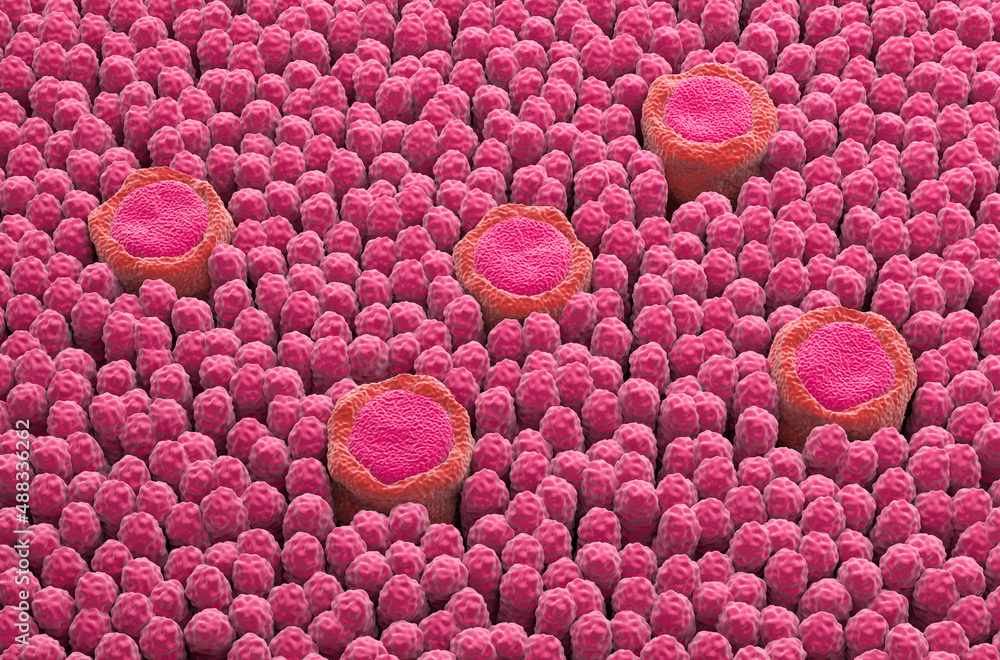 Taste bud receptor fields on the tongue - isometric view 3d ...